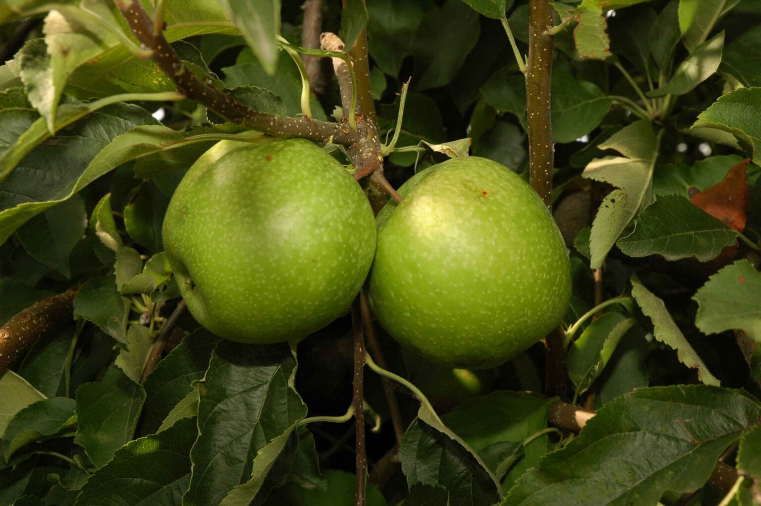 Sadnice Jabuke Greni Smit - Rasadnik Profesional