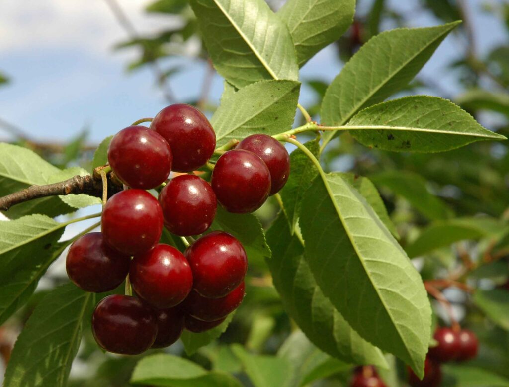 Sadnice Višnje Oblačinska - Rasadnik Profesional