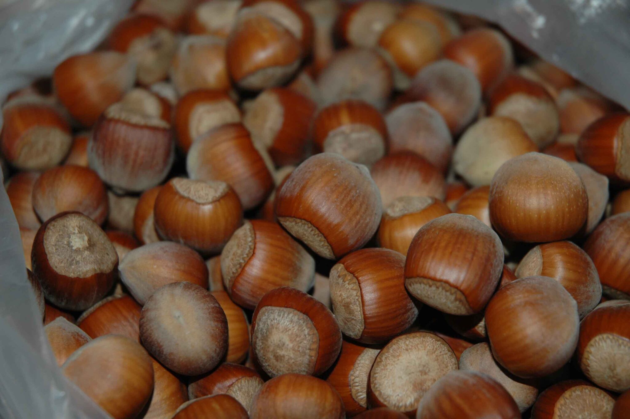 Sadnice Lešnika Istarski Okrugli - Rasadnik Profesional