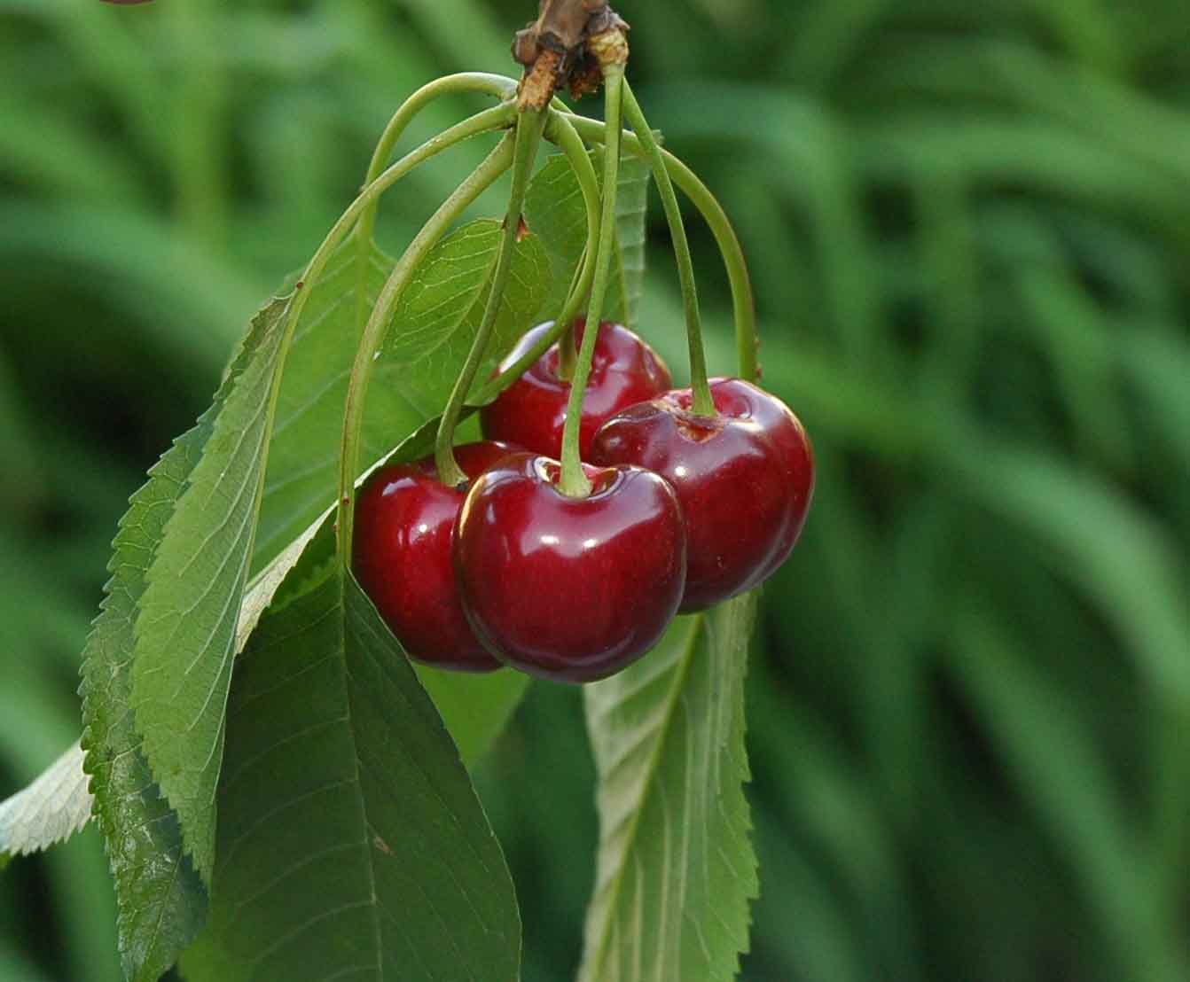 Sadnice Trešnje Burlat - Rasadnik Profesional