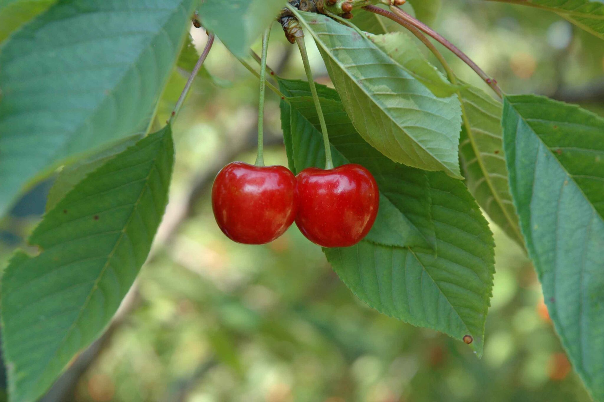 Sadnice Trešnje Samberst - Rasadnik Profesional