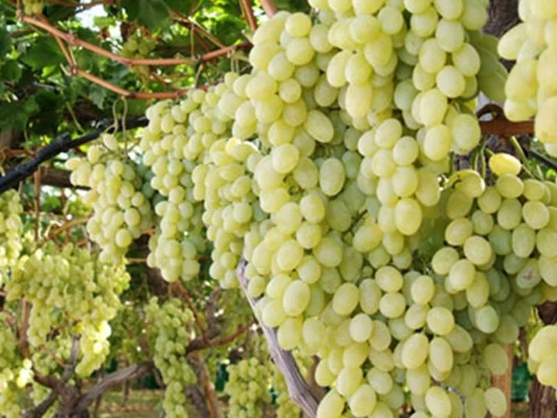 Sadnice Vinove Loze Kraljica Vinograda - Rasadnik Profesional